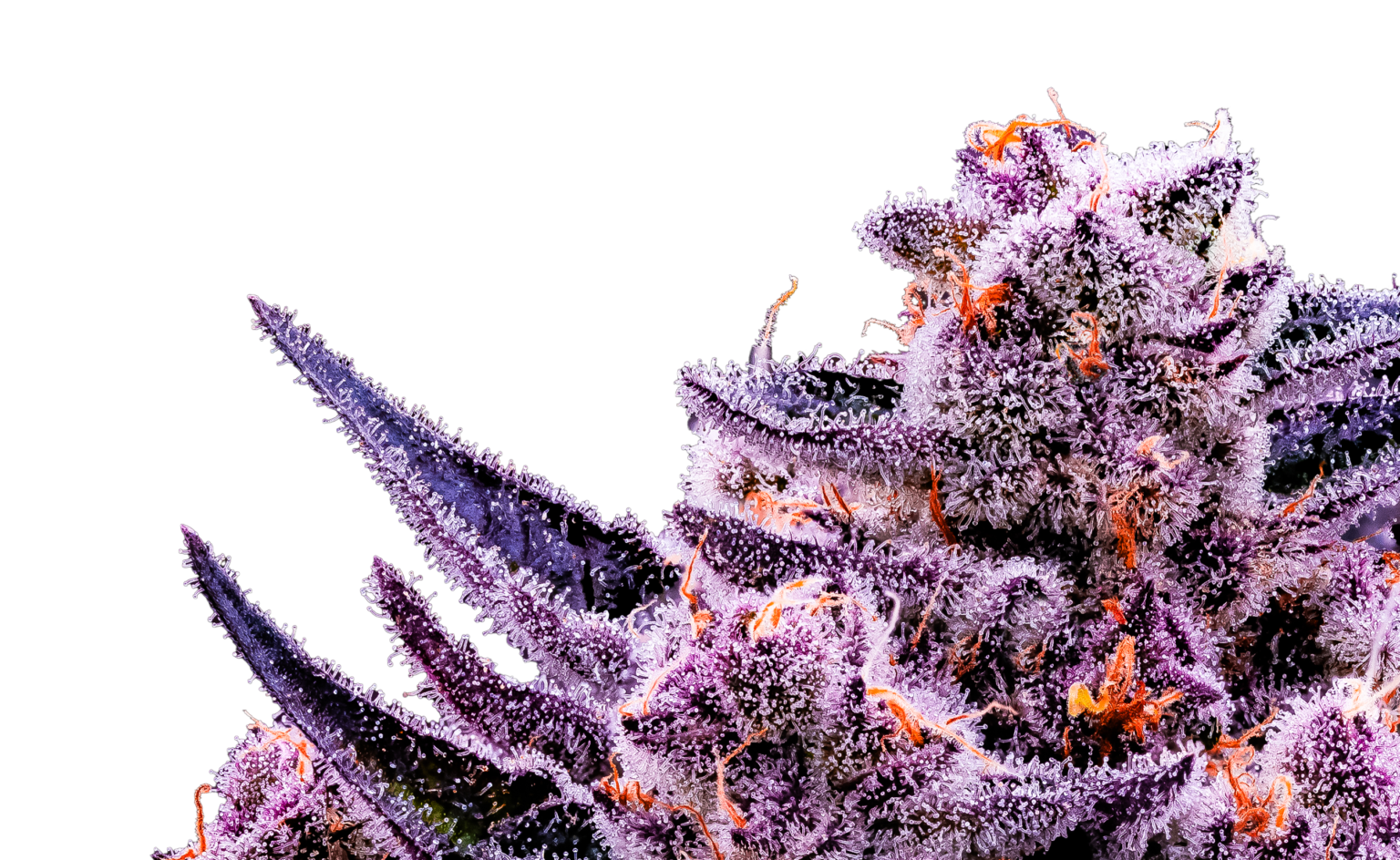 peak-brands-elevate-cannabis